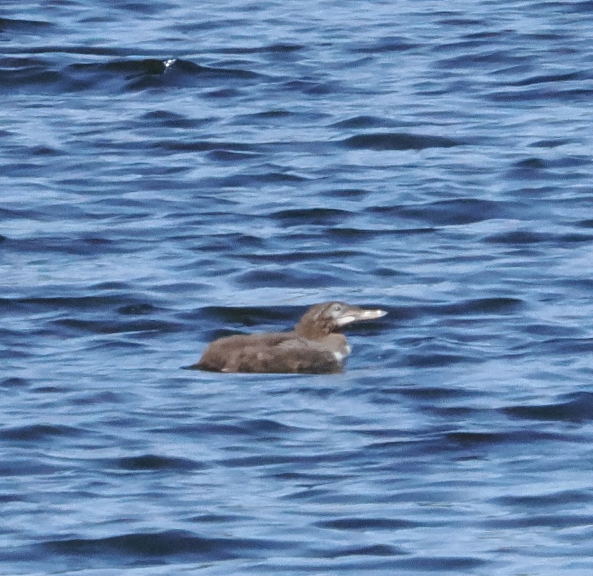 ML474477231 Common Loon Macaulay Library