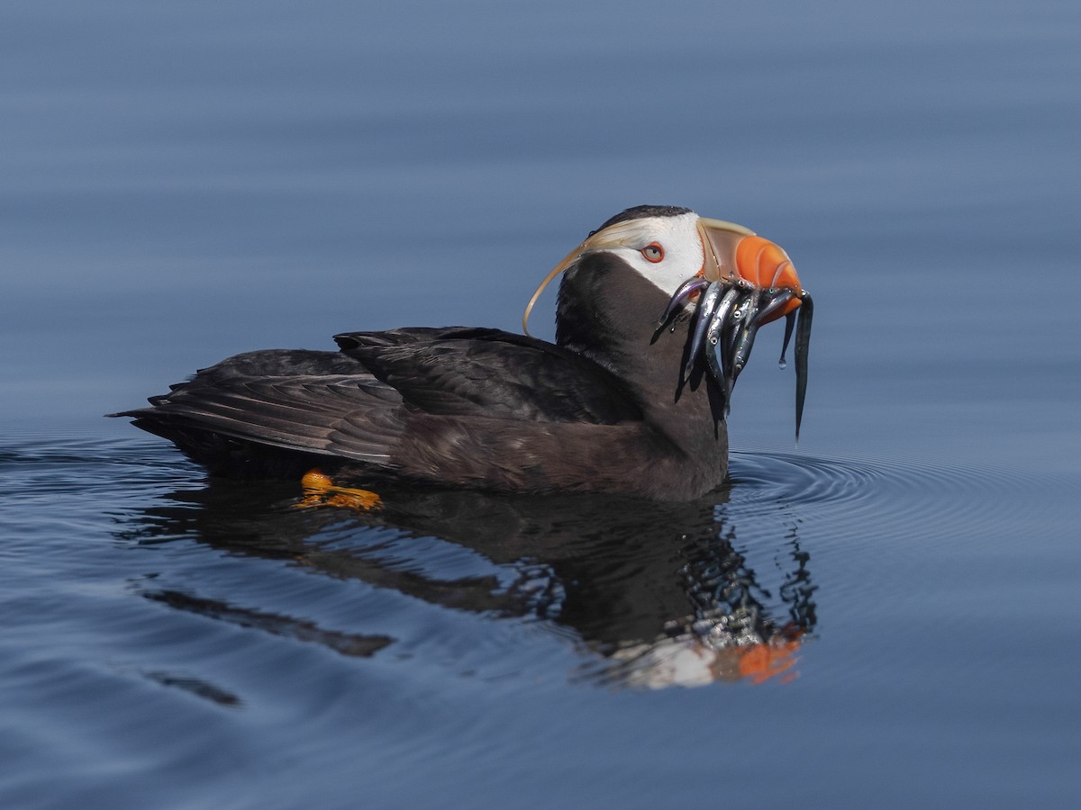 Tufted Puffin - Fratercula cirrhata - Birds of the World