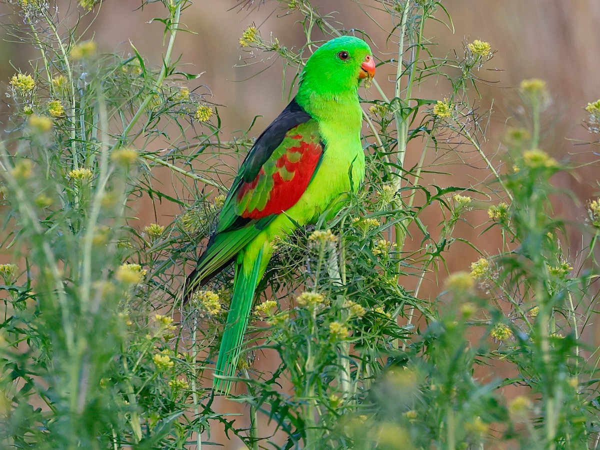 Red-winged Parrot - Aprosmictus erythropterus - Birds of the World