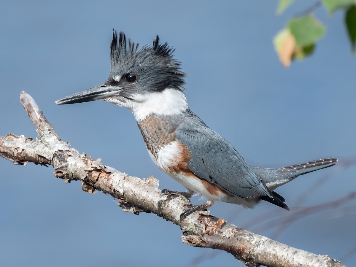 Belted Kingfisher - Megaceryle alcyon - Birds of the World