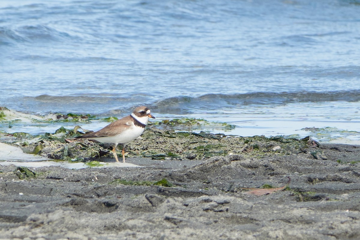 eBird Checklist - 24 Jul 2022 - Sidney Spit--Lagoon - 13 species (+2 ...