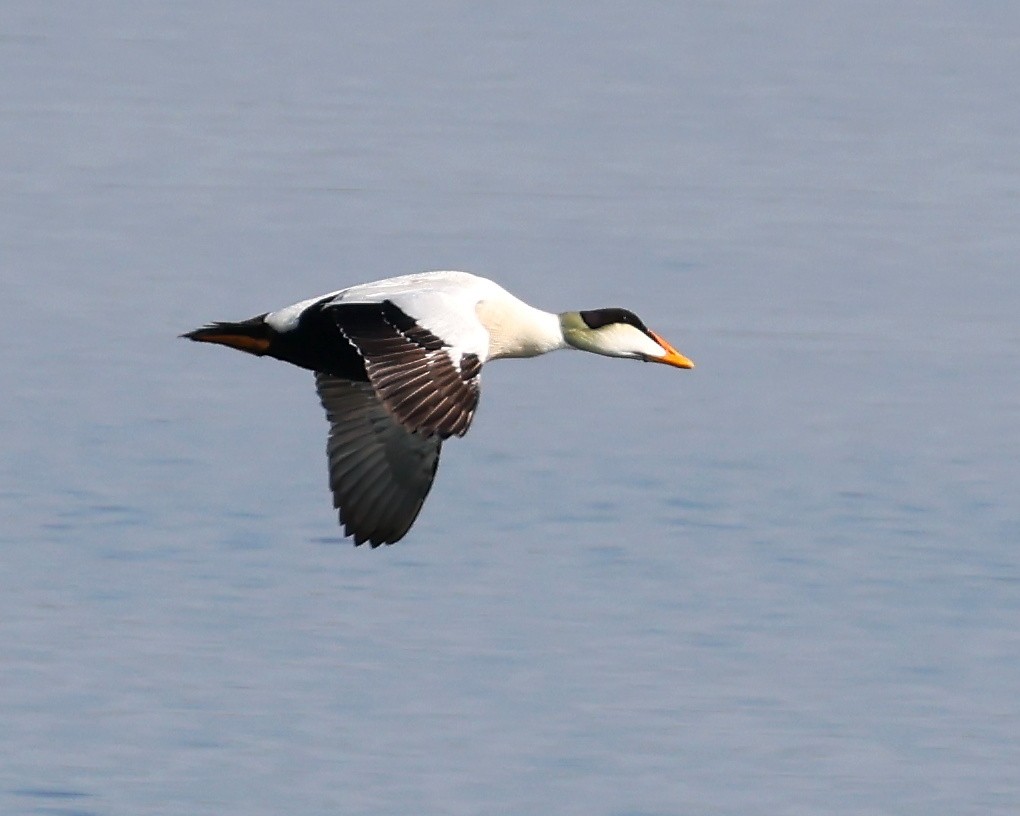 ML474603711 Common Eider Macaulay Library