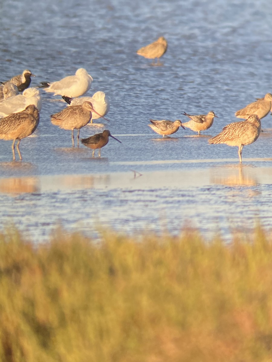 ML474618221 - Red Knot - Macaulay Library