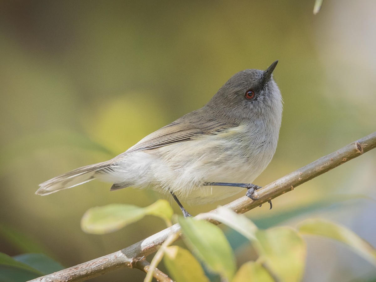 Gray Gerygone - Gerygone igata - Birds of the World