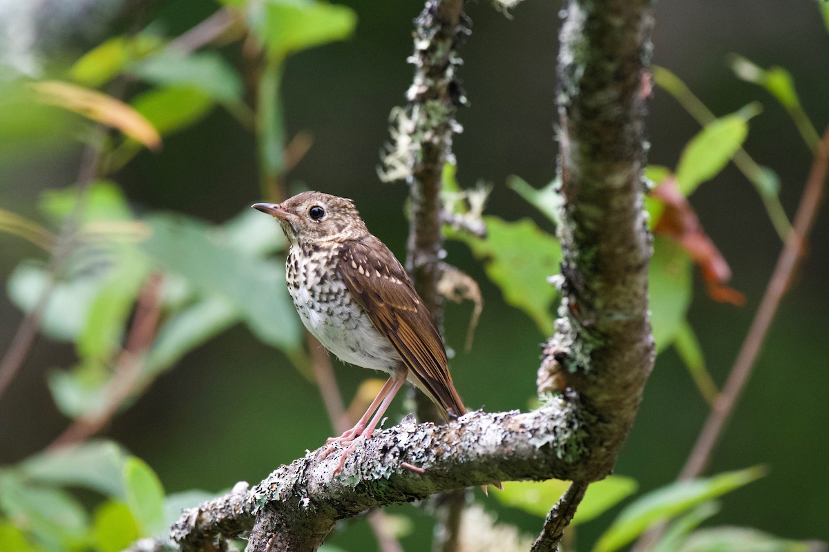 ML474646541 - Hermit Thrush - Macaulay Library