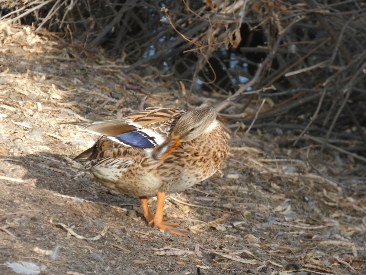 eBird Checklist - 12 Aug 2022 - Riparian Preserve at Gilbert Water ...