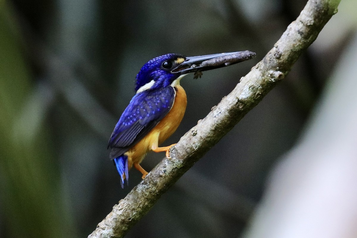 eBird Malaysia Checklist - 21 Jul 2022 - Nimbokrang--Jalan Korea swamp forest - 23 species