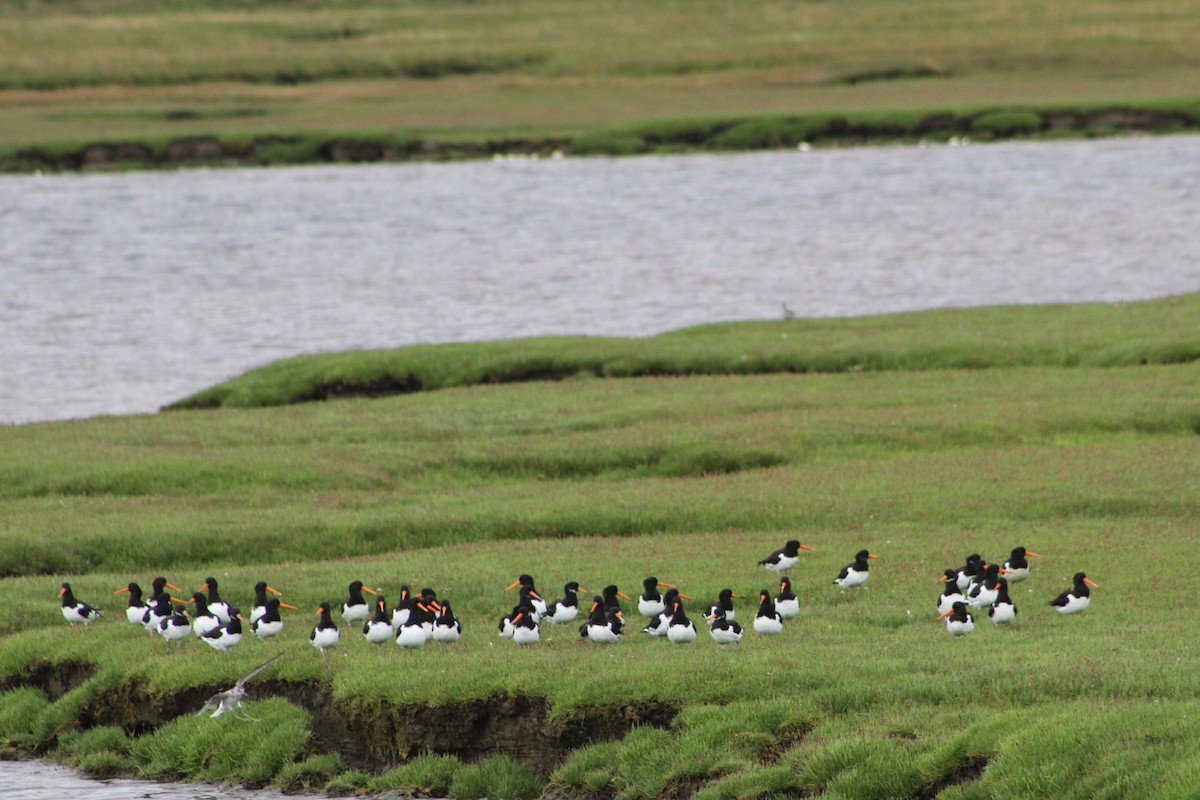 eBird Checklist - 3 Aug 2022 - Northton Bay SSSI - 24 species