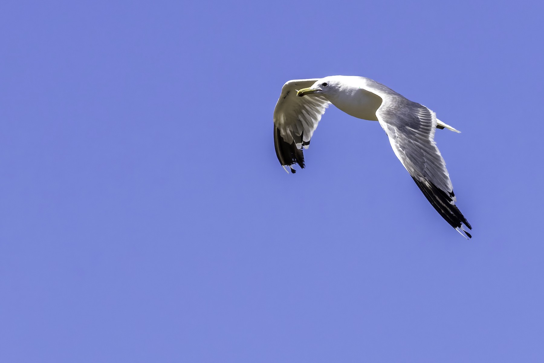 California Gull (californicus) - eBird