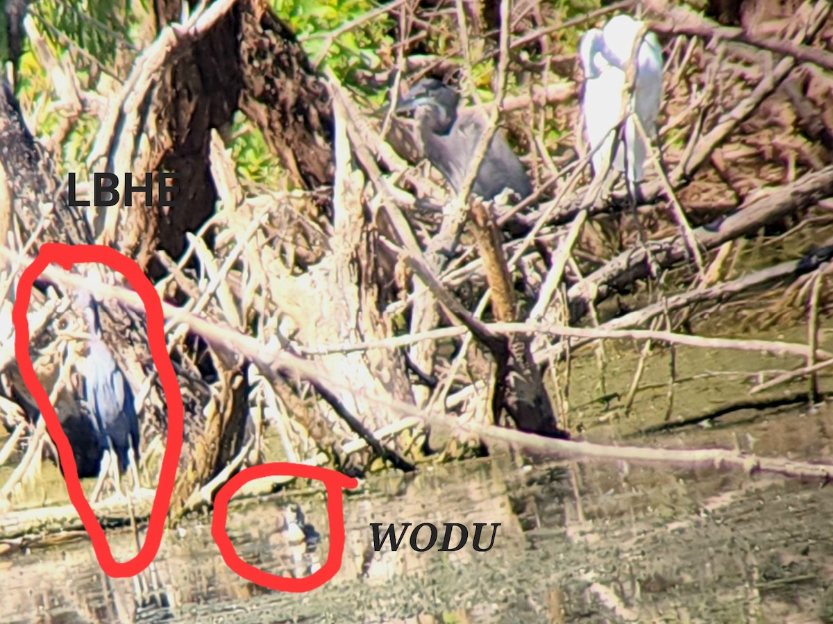 eBird Checklist - 12 Aug 2022 - Lewisville Lake Environmental Learning ...