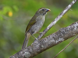 Lesser Antillean Saltator - Saltator albicollis - Birds of the World