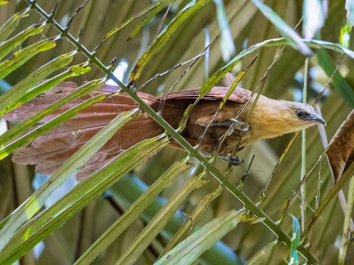 Bay Coucal - Centropus celebensis - Birds of the World