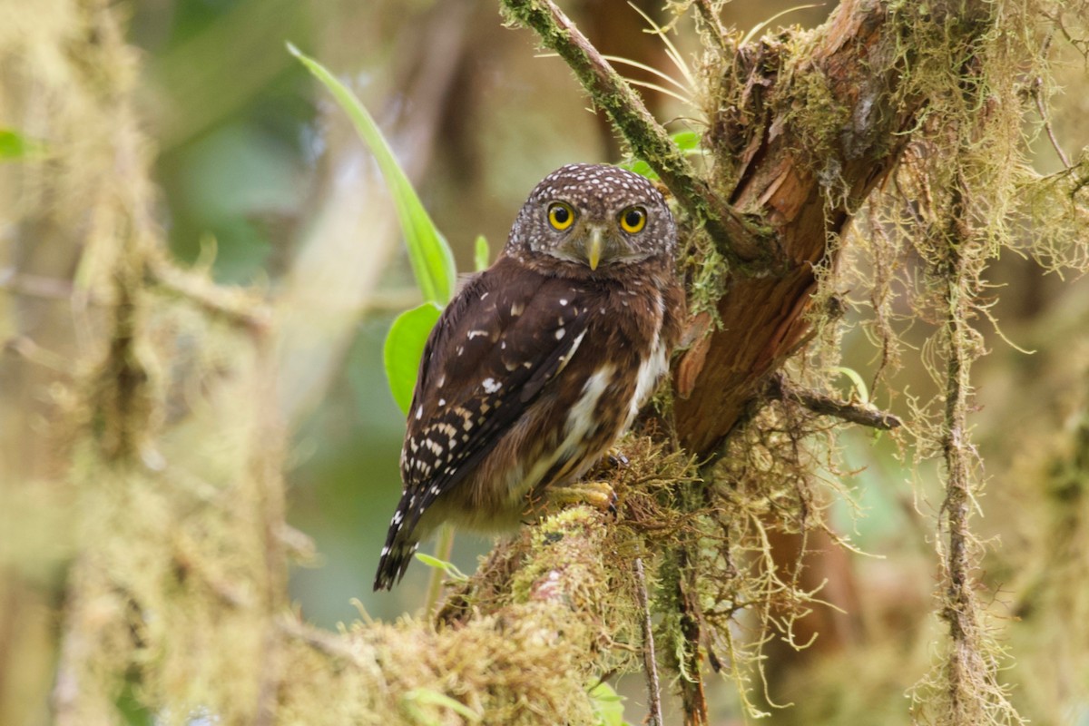 ML474748261 - Cloud-forest Pygmy-Owl - Macaulay Library
