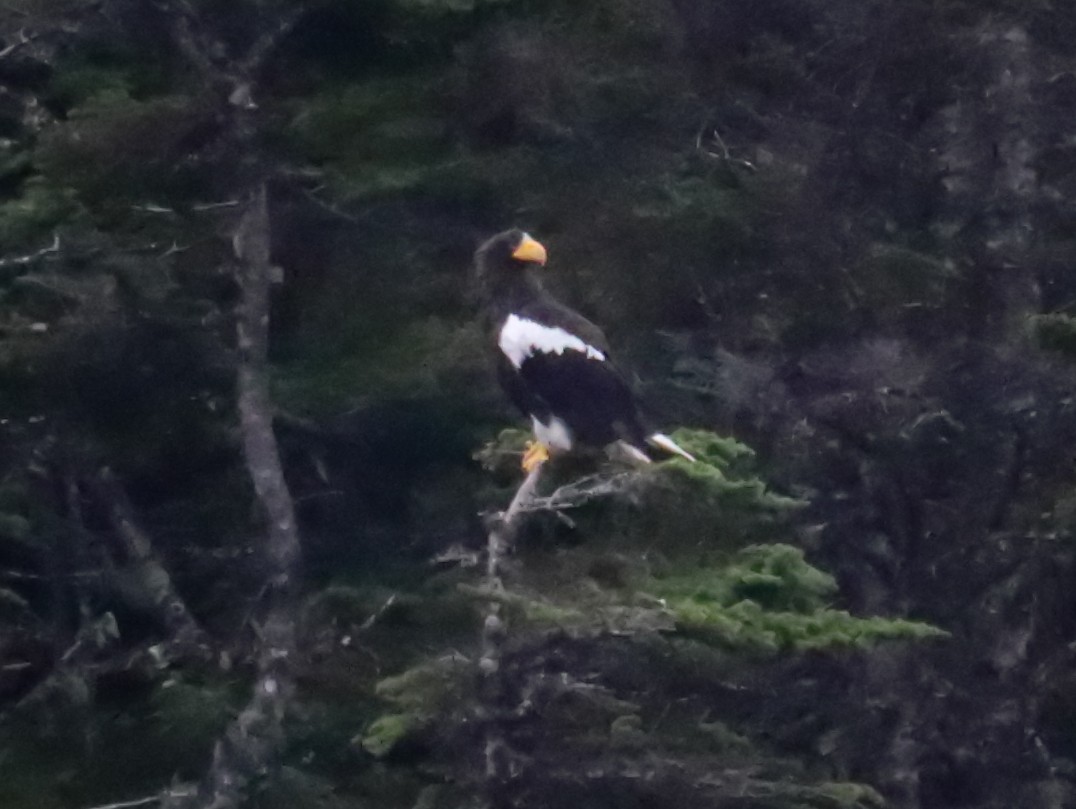 eBird Checklist - 11 Aug 2022 - Trinity Bay--Spaniard's Cove - 20 ...