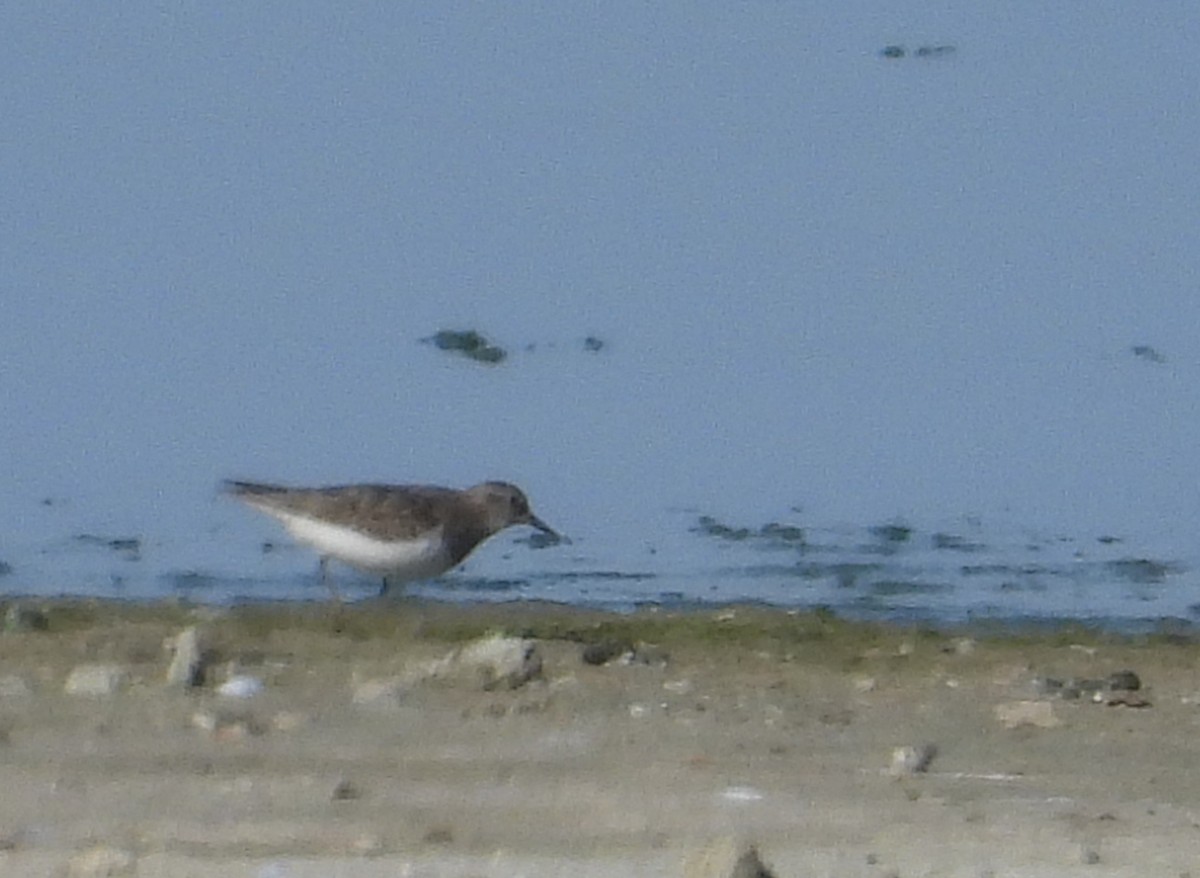 ML474797861 Temminck's Stint Macaulay Library