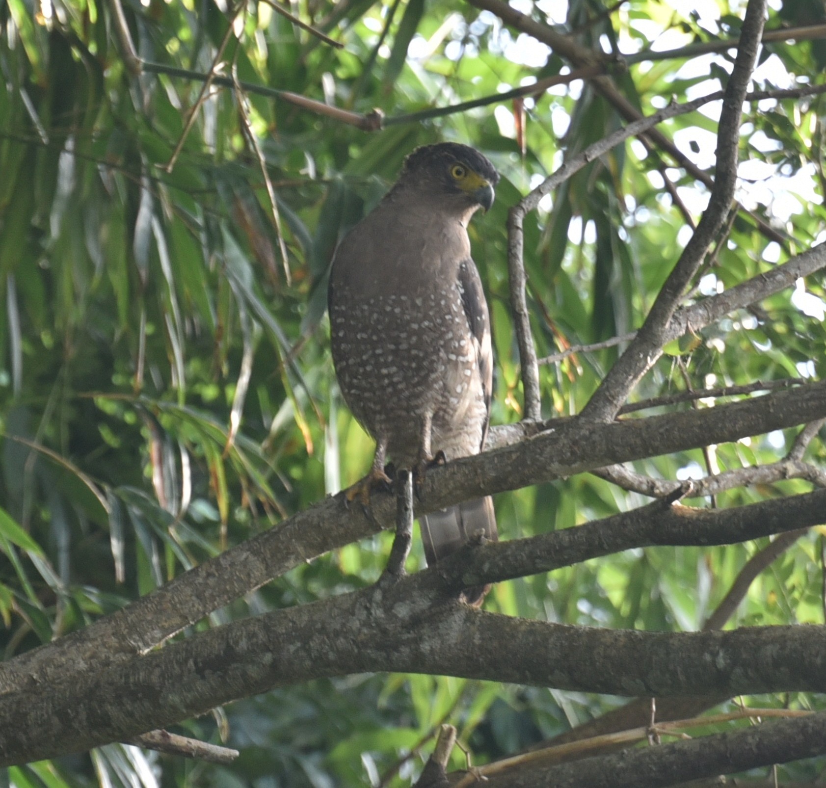 Crested Serpent-Eagle (Central Nicobar) - eBird