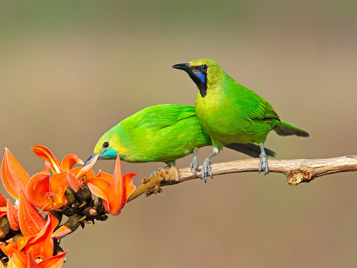 Jerdon's Leafbird - Chloropsis jerdoni - Birds of the World