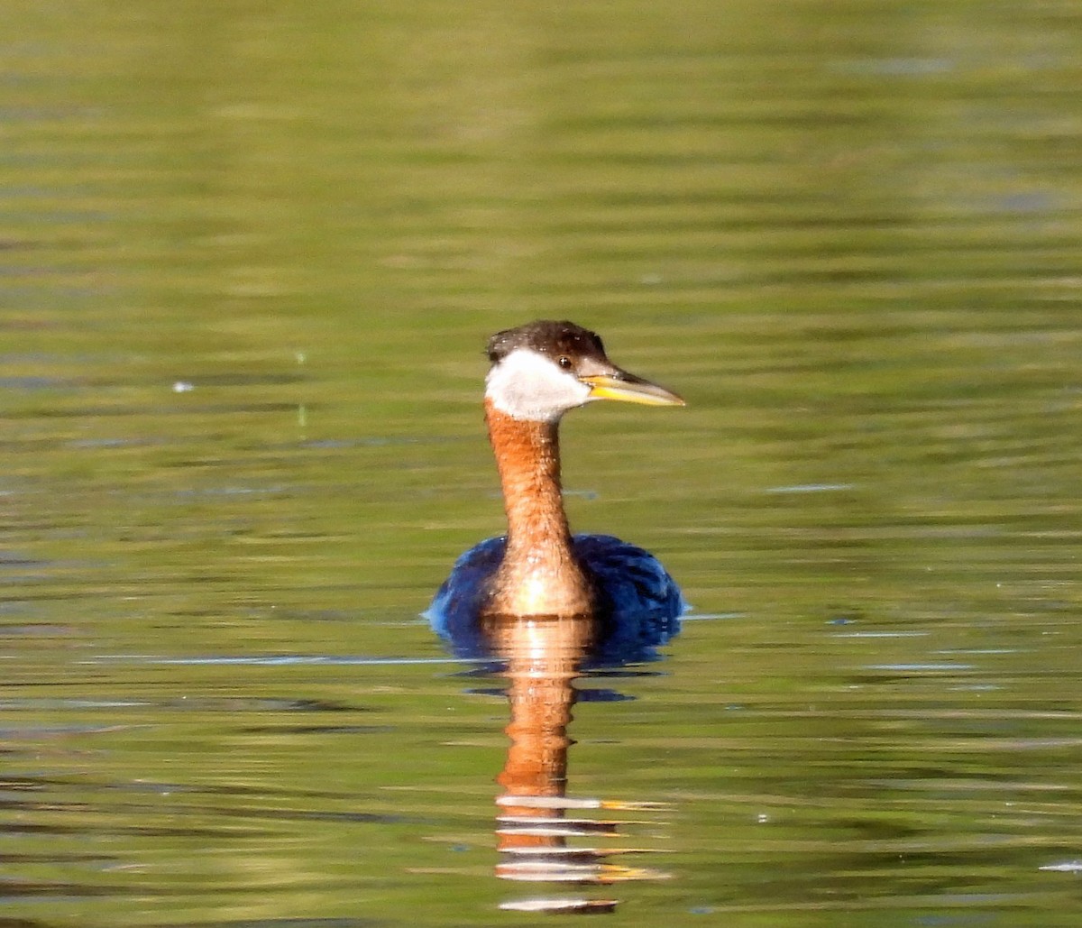 eBird Checklist - 13 Aug 2022 - Helena Regulating Reservoir - Eastside ...