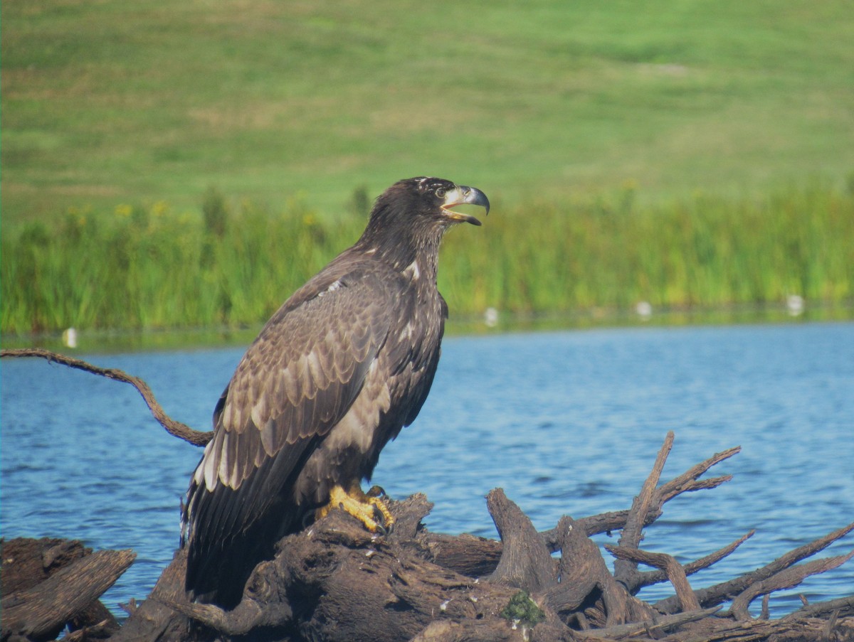 ML474908021 Bald Eagle Macaulay Library