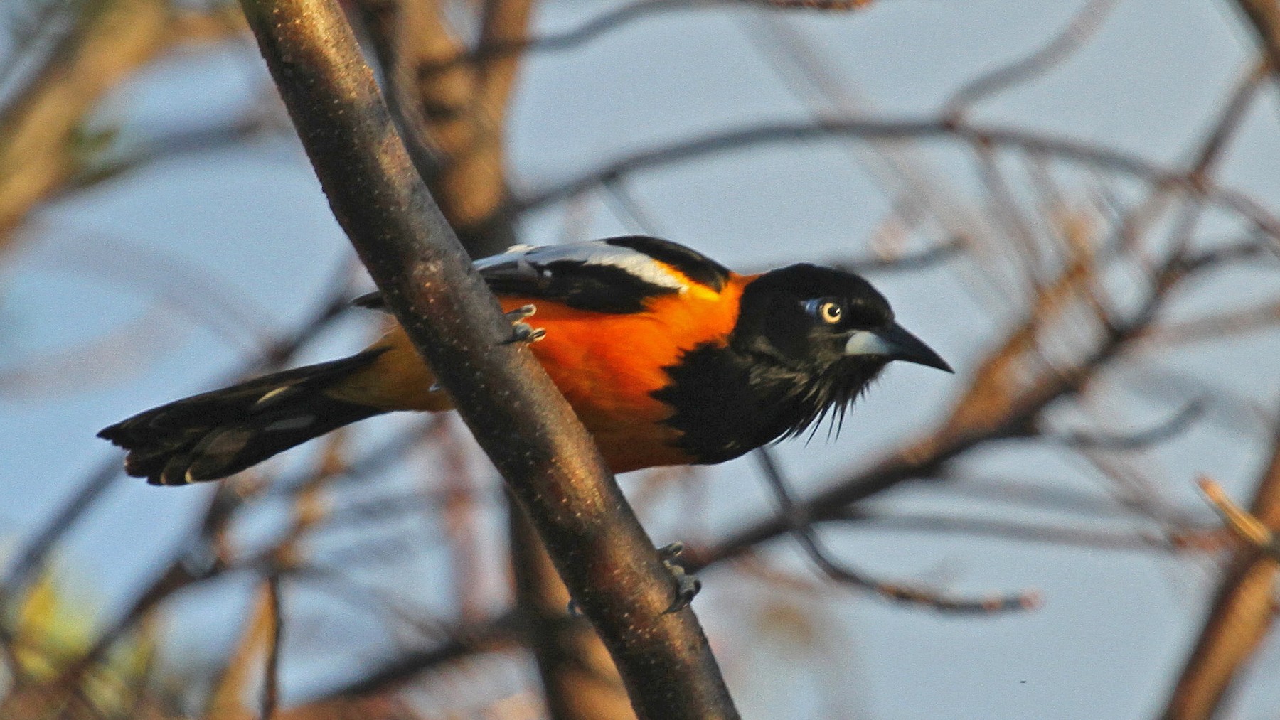 Turpial venezolano/brasileño/amazónico - eBird