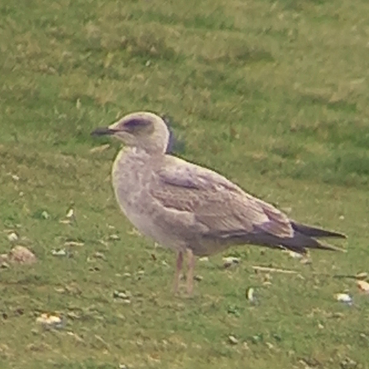 eBird Checklist - 20 Mar 2022 - East Halton Skitter -- Winter's Pond ...