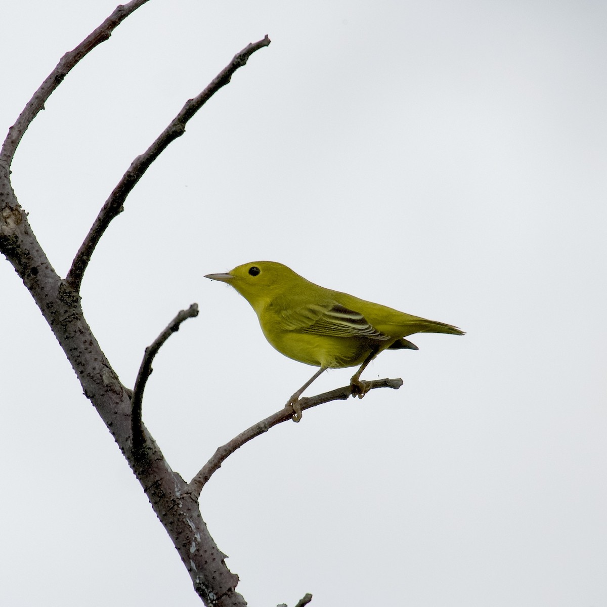ML474919951 Yellow Warbler Macaulay Library