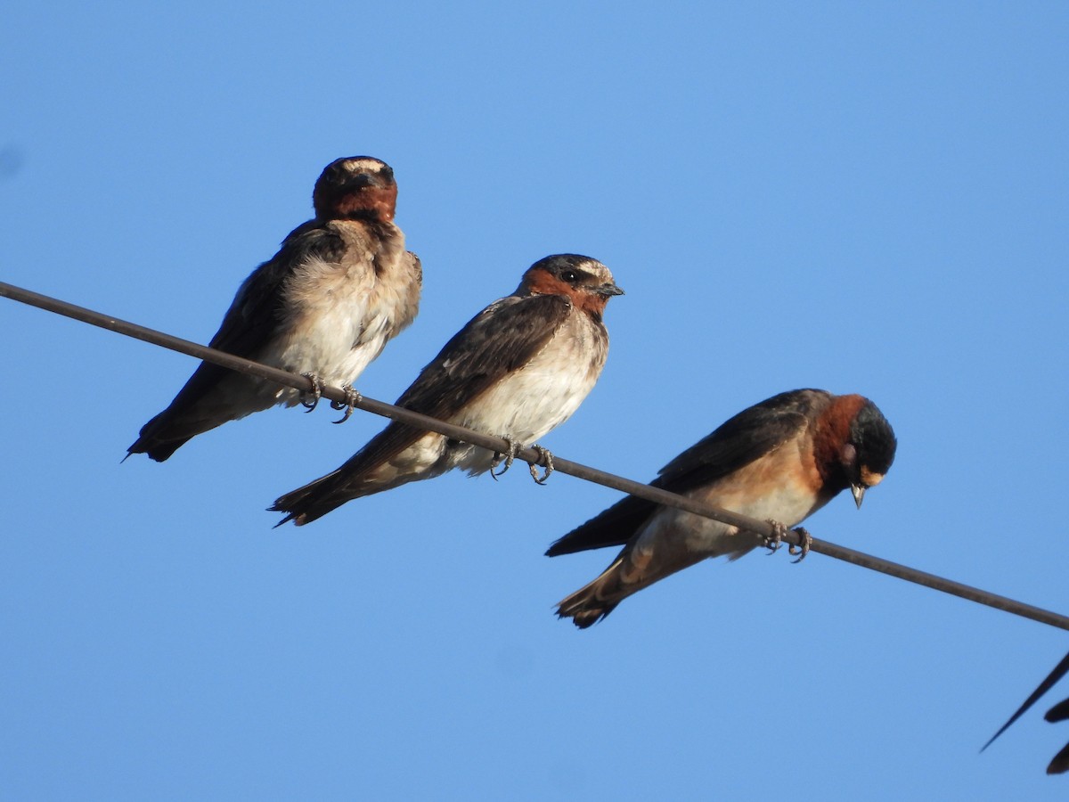 ML474937311 Cliff Swallow Macaulay Library