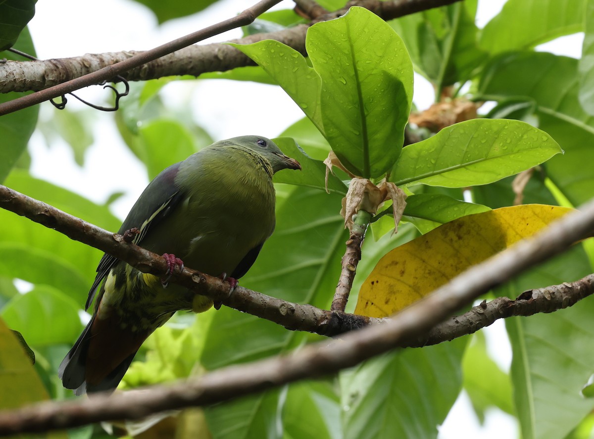 ML474952731 Comoros Green-Pigeon Macaulay Library