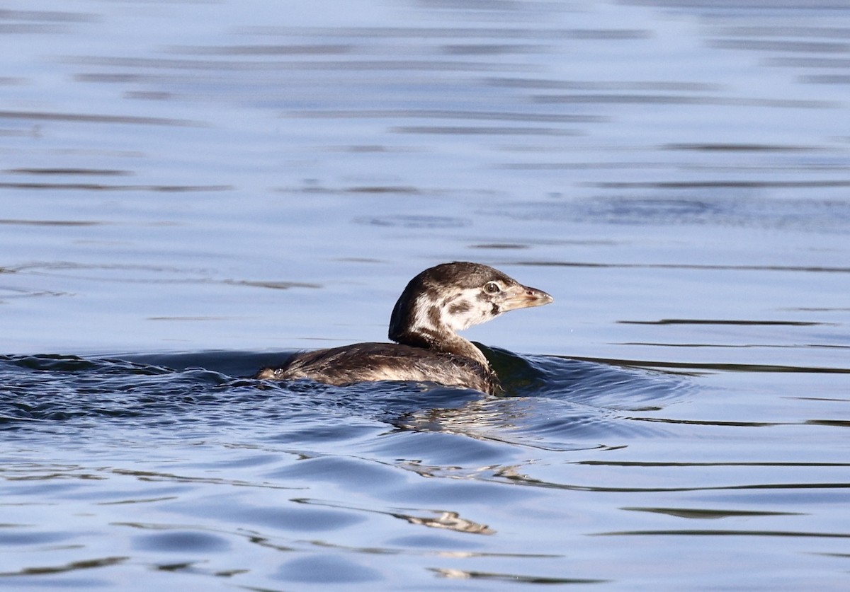 eBird Checklist - 12 Aug 2022 - Lake Murray--southeast side - 32 ...