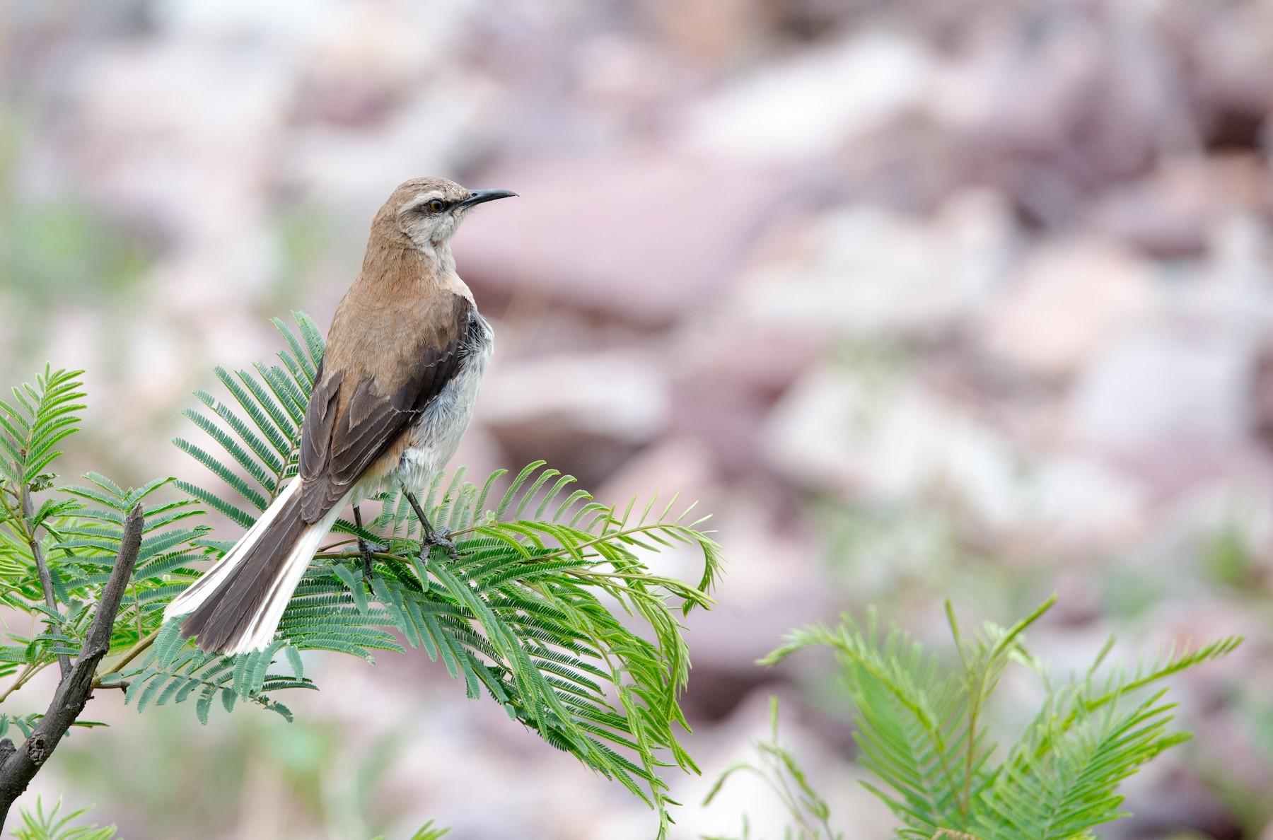 Brown-backed Mockingbird - eBird
