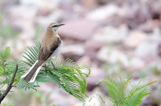 Brown-backed Mockingbird - eBird