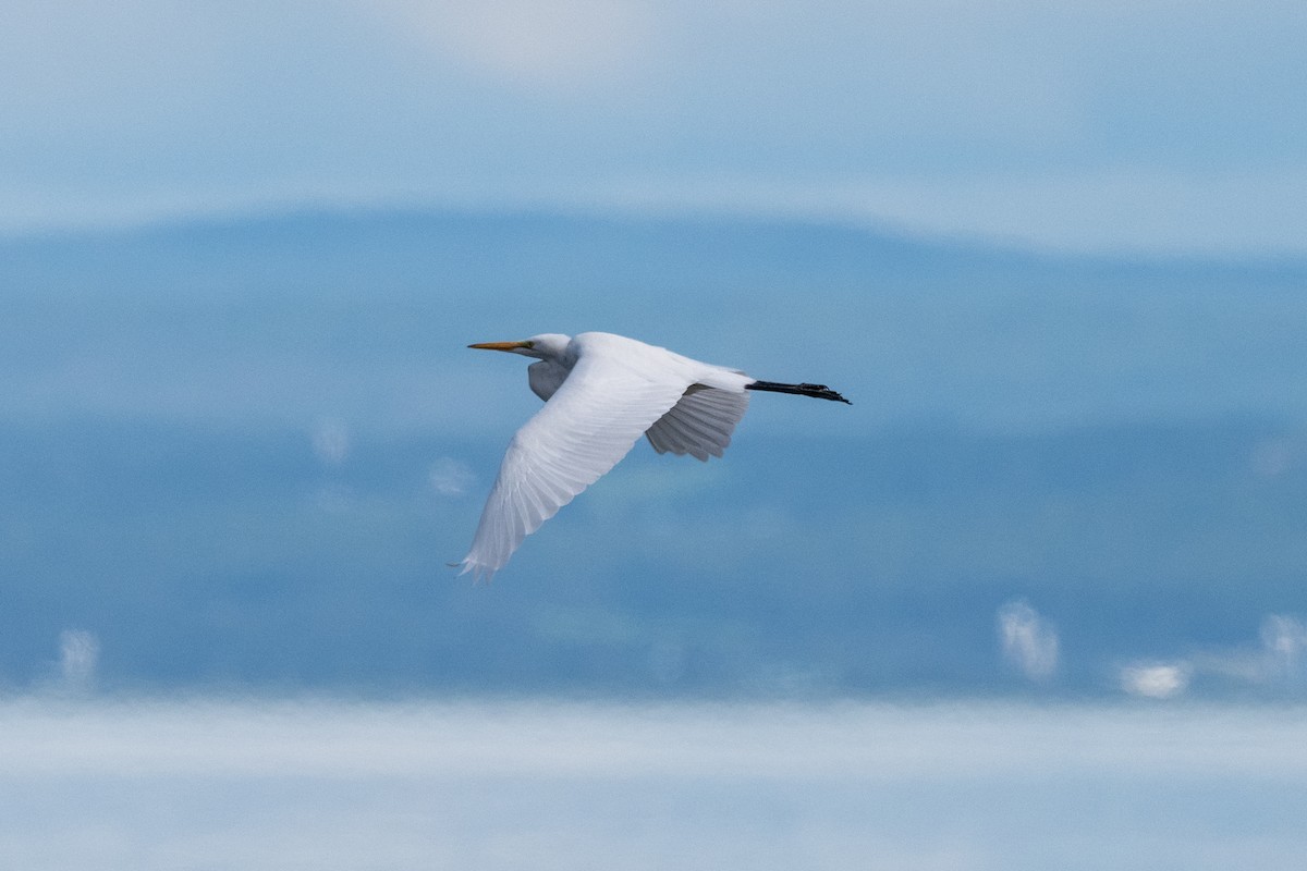 ML474990161 Great Egret Macaulay Library