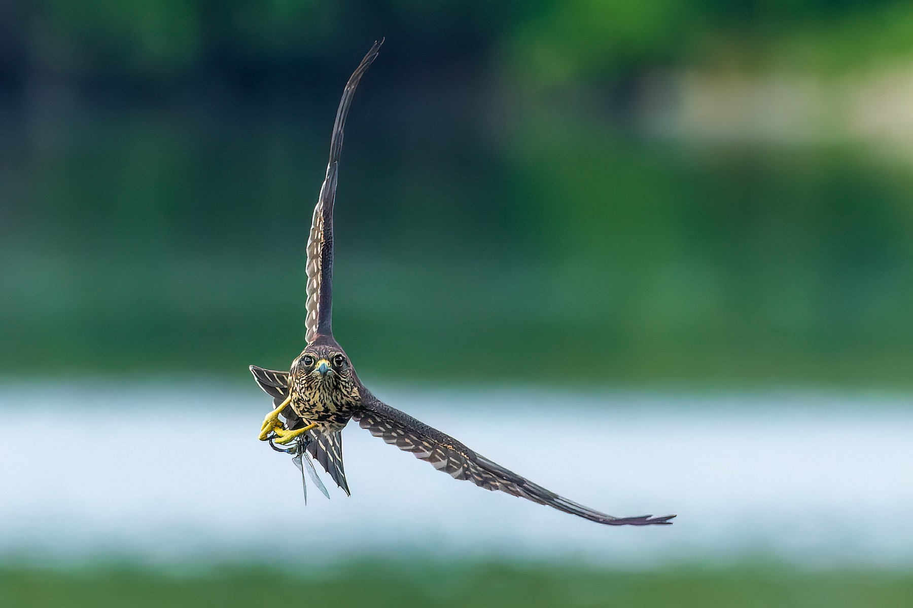 Merlin (Black) - eBird