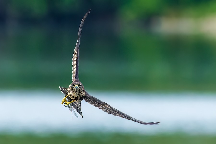Merlin (Black) - eBird