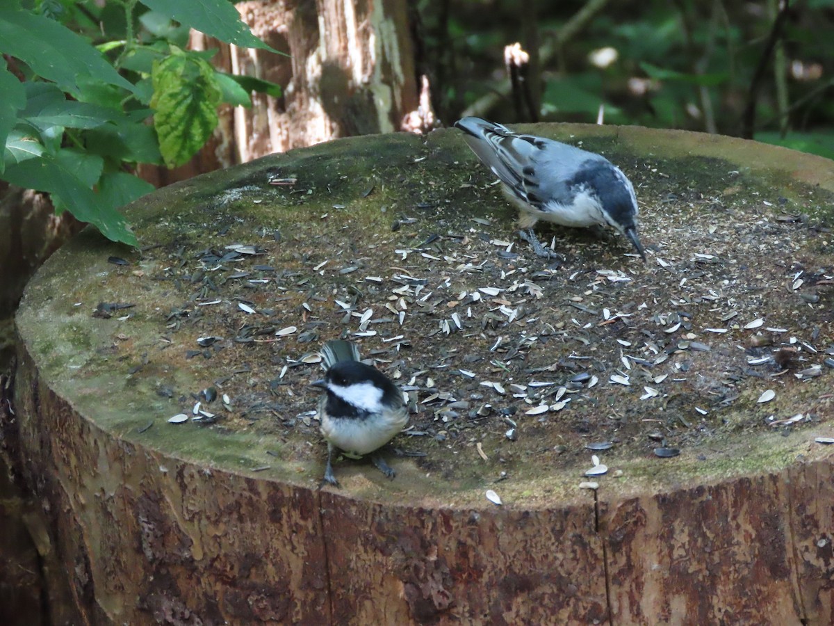 ML475091411 White-breasted Nuthatch Macaulay Library