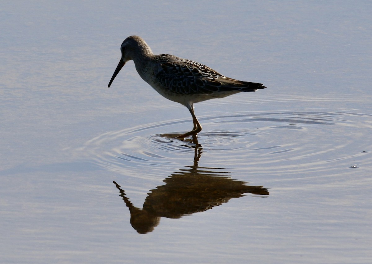 eBird Checklist - 14 Aug 2022 - Kennedy Space Center--NASA Shuttle ... eBird Checklist - 14 Aug 2022 - Kennedy Space Center--NASA Shuttle ...