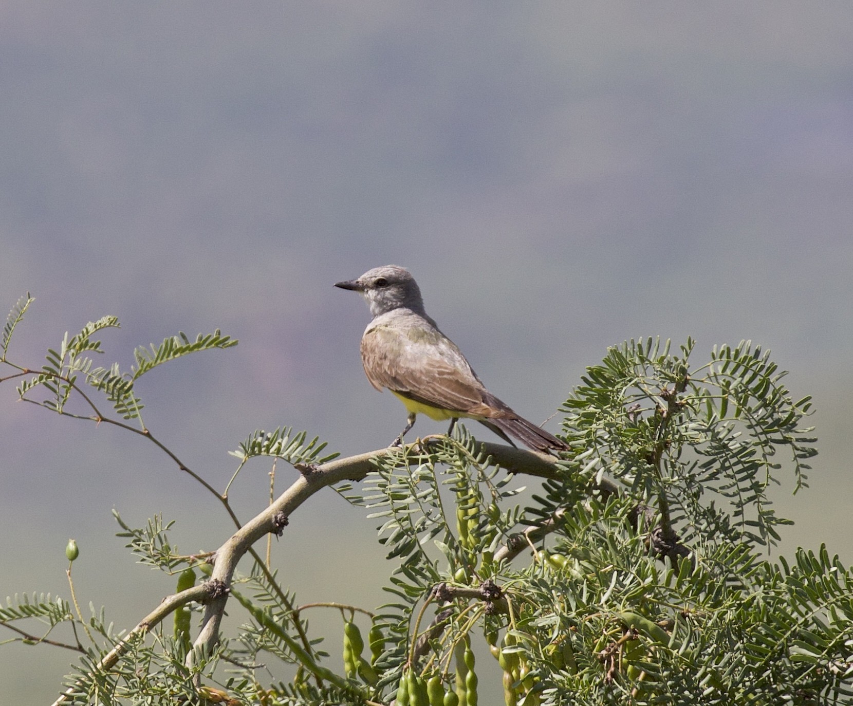 Tirano Chibiú/Pálido - eBird