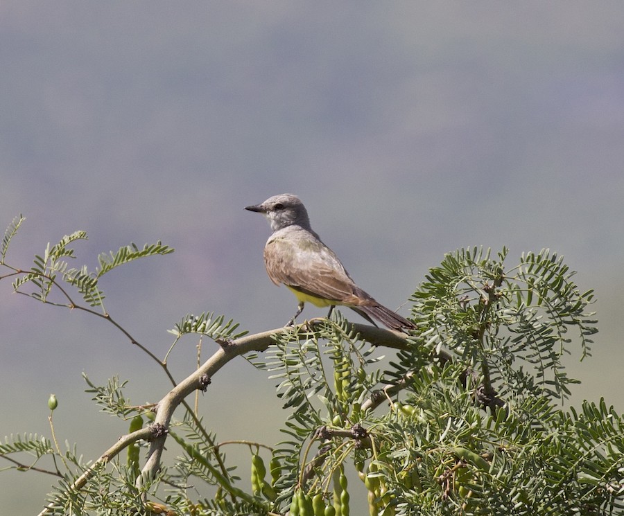 Tirano Chibiú/Pálido - eBird
