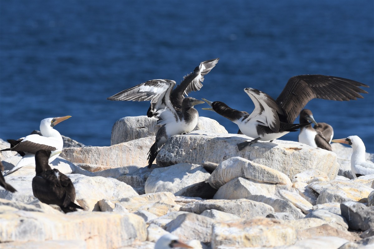 ML475120481 Nazca Booby Macaulay Library