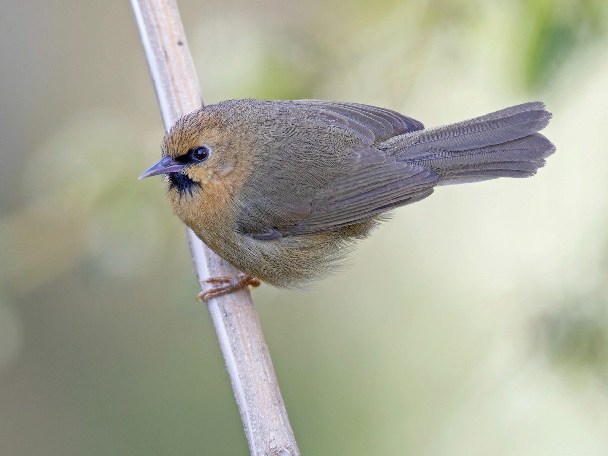 Black-chinned Babbler - Cyanoderma pyrrhops - Birds of the World