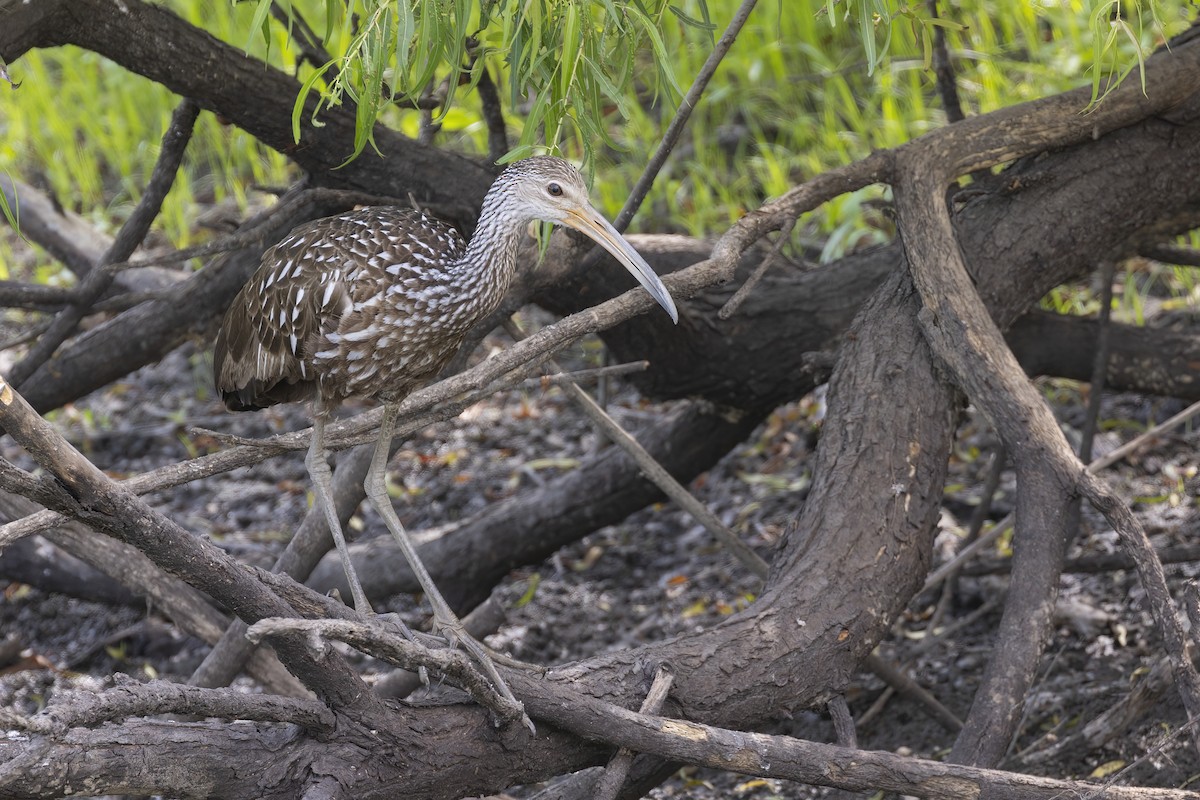 eBird Checklist - 12 Aug 2022 - Sanganois State Wildlife Area - 12 species