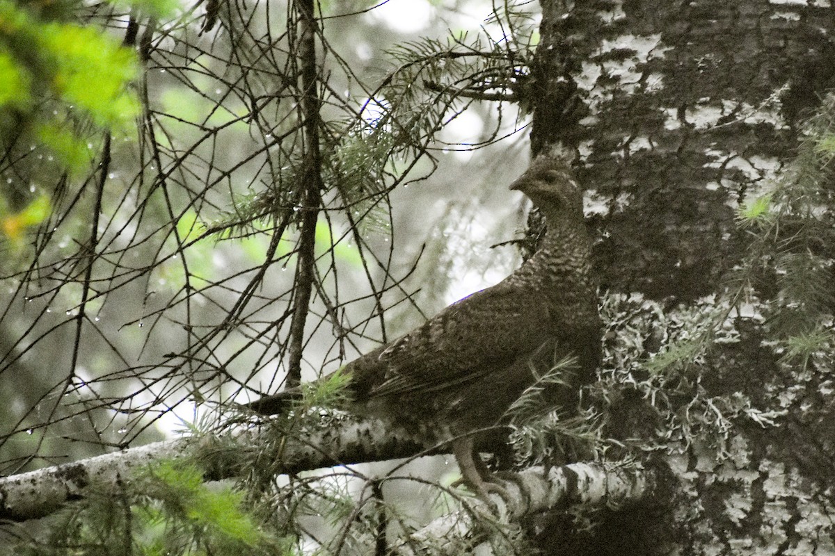 eBird Checklist - 6 Jul 2022 - Murphy Grade Road, Tillamook, Oregon, US ...