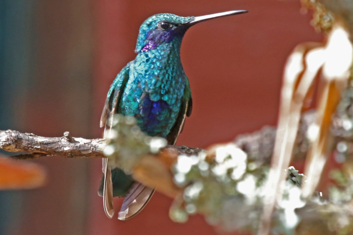 eBird Checklist - 15 Jan 2017 - Observatorio de Colibries - 11 species