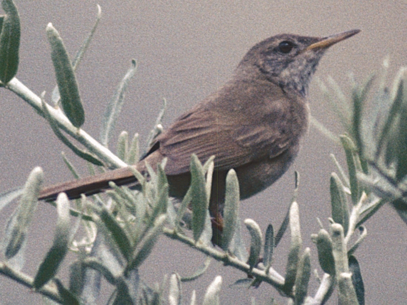 Long-billed Bush Warbler - eBird