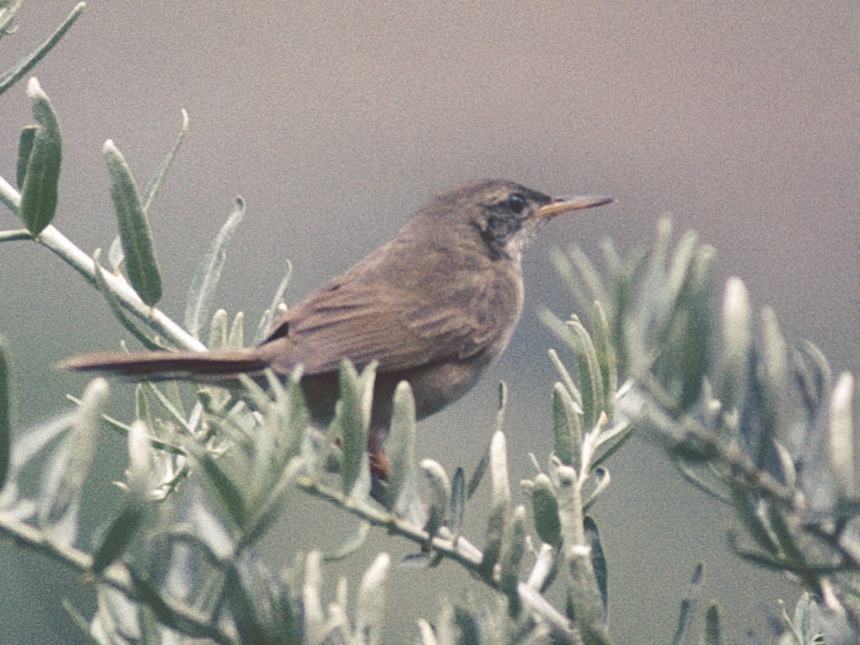 Long-billed Bush Warbler - eBird