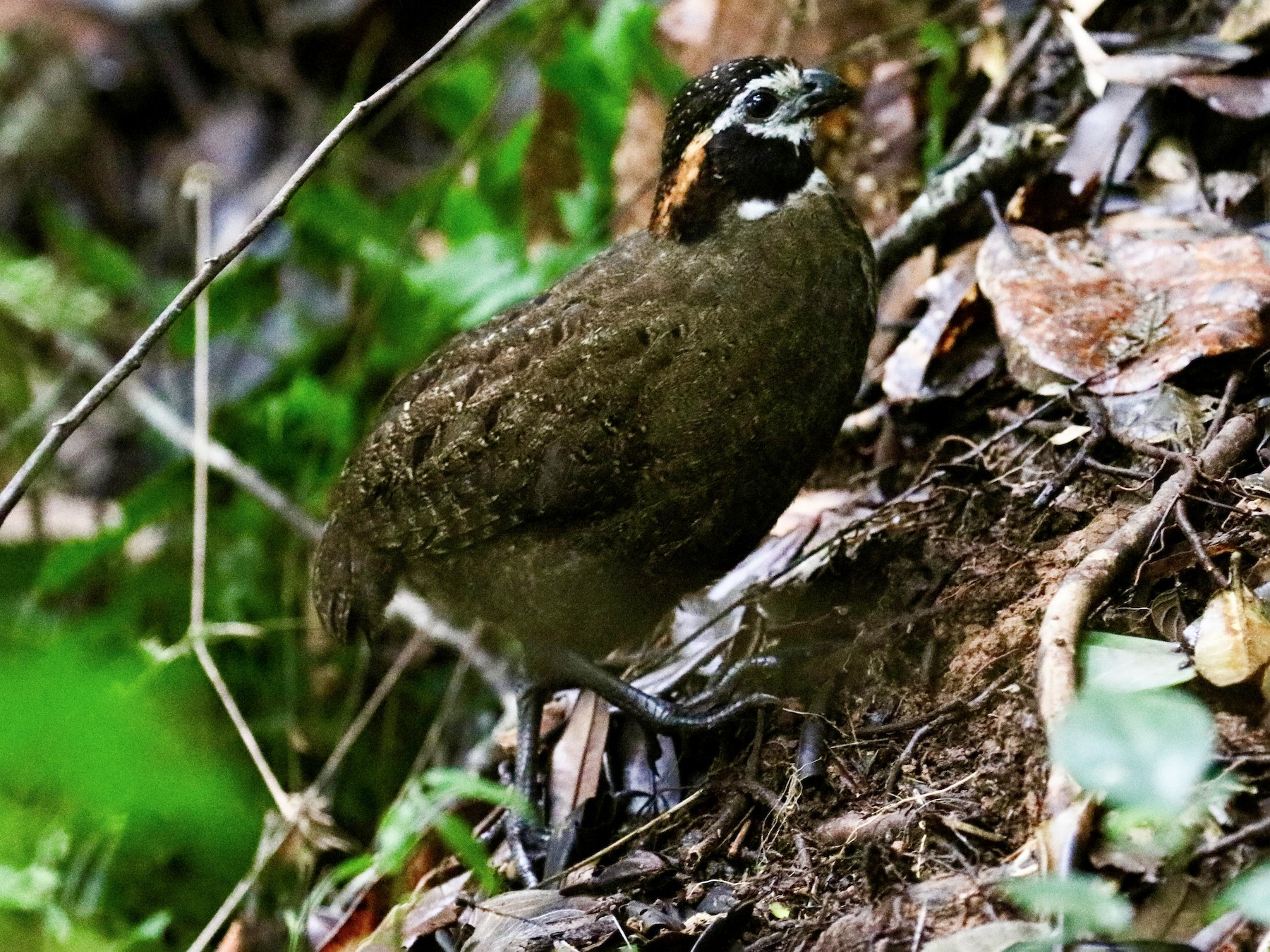 Tacarcuna Wood-Quail - eBird