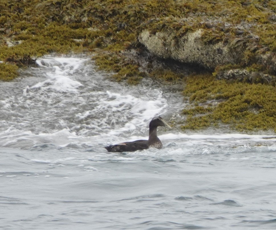 eBird Checklist - 11 Aug 2022 - From port to Egg Island - including ...