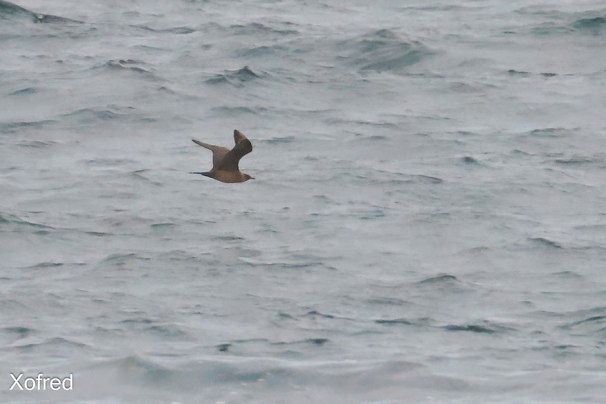 eBird Portugal Checklist - 15 Aug 2022 - PN Sintra-Cascais--Cabo Raso ...