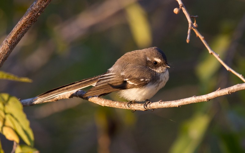 Grey Fantail (albicauda) - eBird