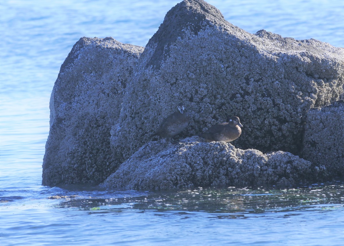 eBird Checklist - 15 Aug 2022 - Cormorant Cove, West Seattle - 6 species